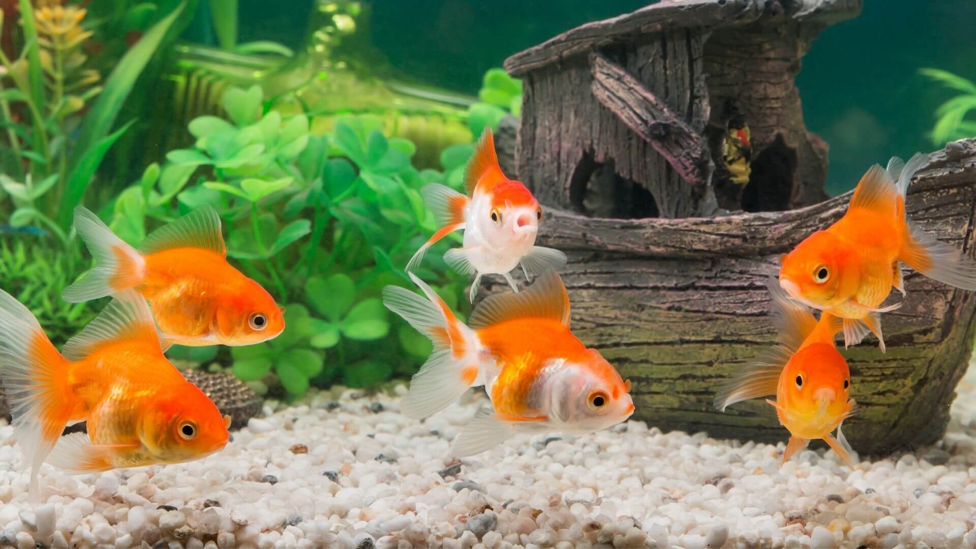 Goldfish: Todo lo que tienes que saber de este pez - Superpet.pe