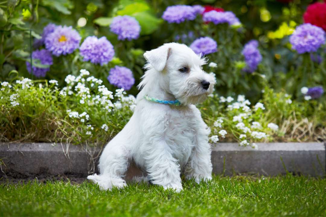 Schnauzer Blanco: Características y Cuidados - Superpet.pe